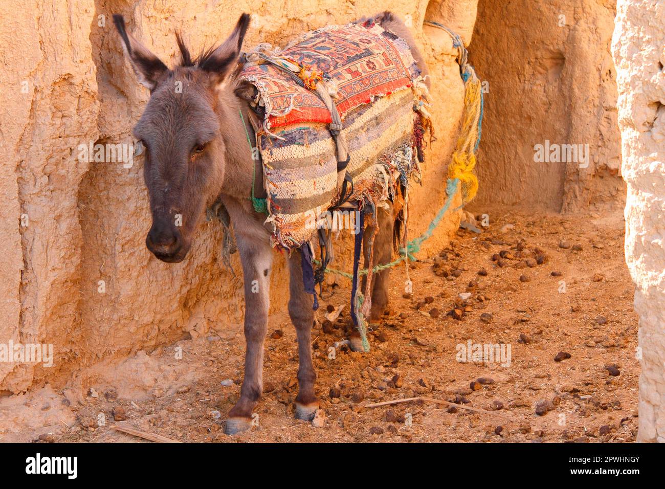 Donkey in desert, Dashd-e-Kavir, Iran, Burro, Pack donkey Stock Photo ...