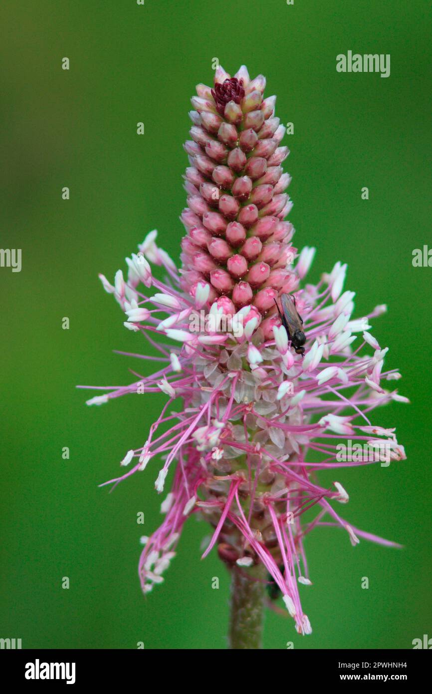 Plantain plant hi-res stock photography and images - Alamy