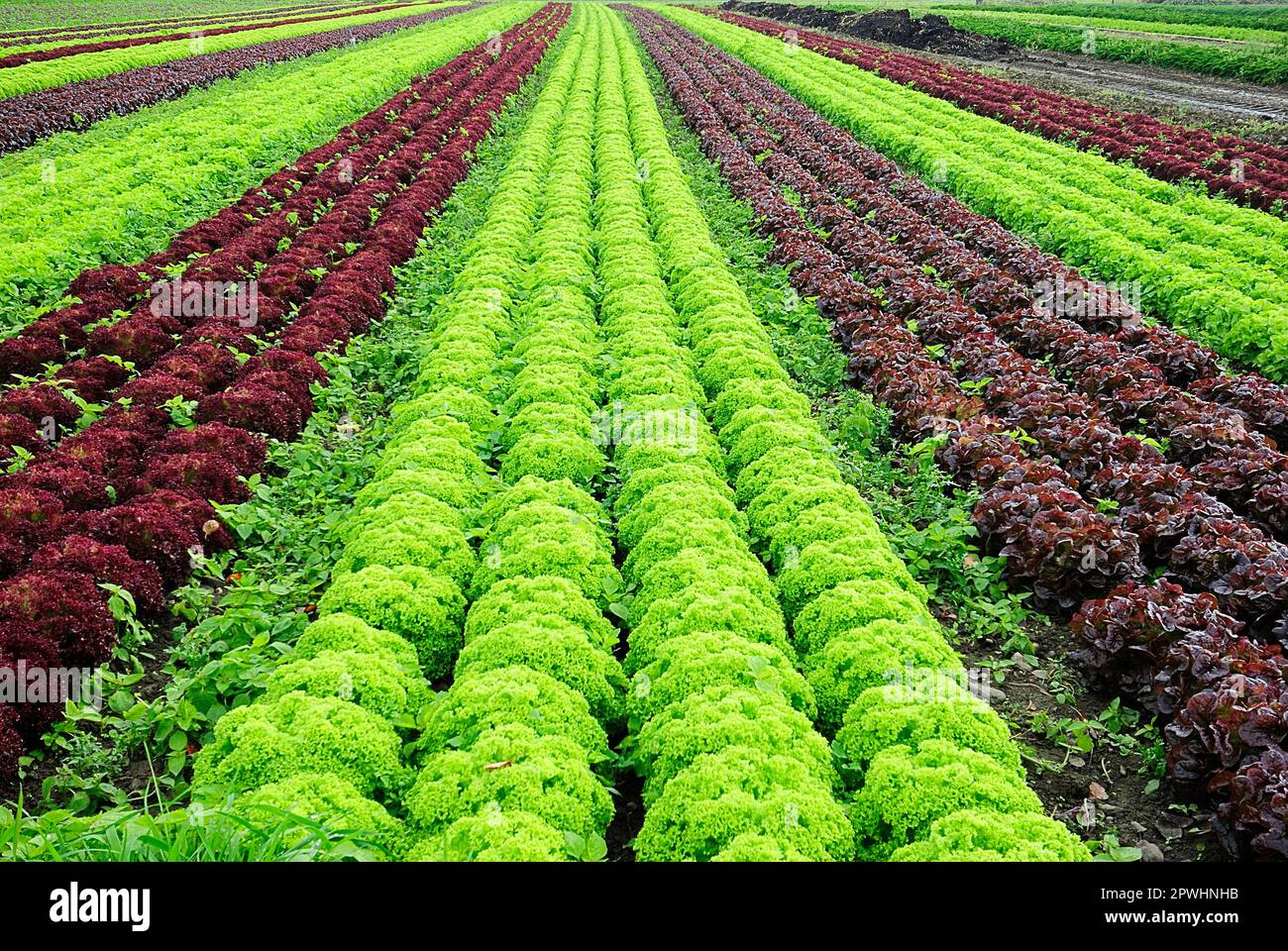 Lollo Rossa, Lollo Bionda Stock Photo - Alamy