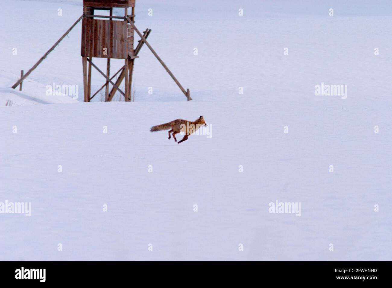 Red fox, high stand Stock Photo - Alamy