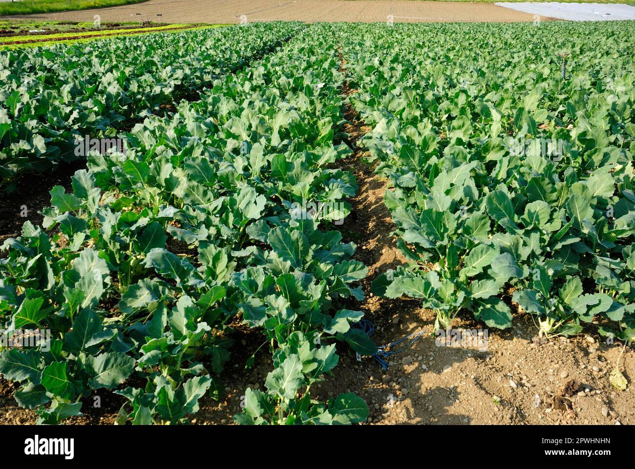 Turnip field hi-res stock photography and images - Alamy
