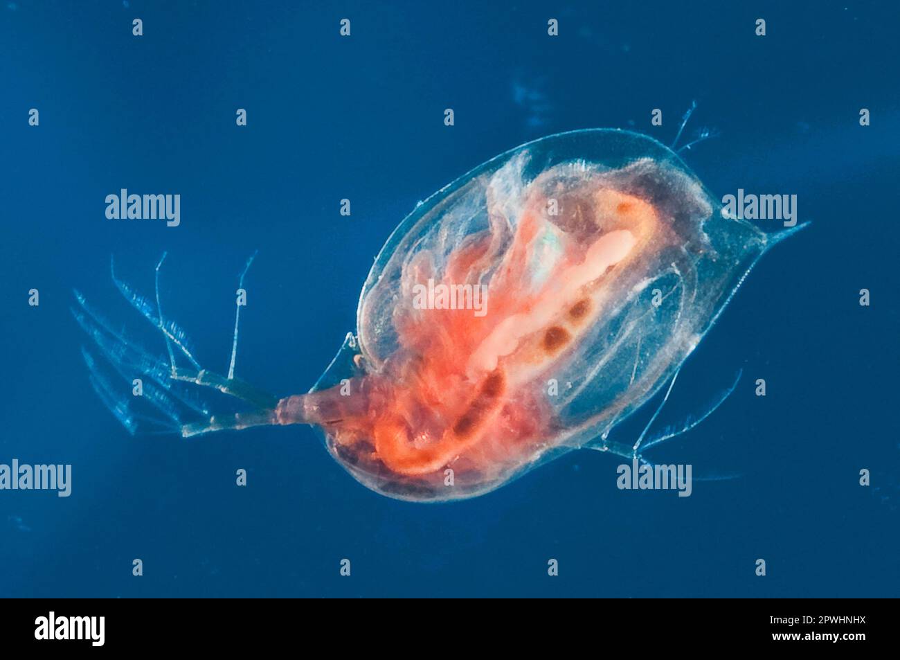 Water flea hi-res stock photography and images - Alamy