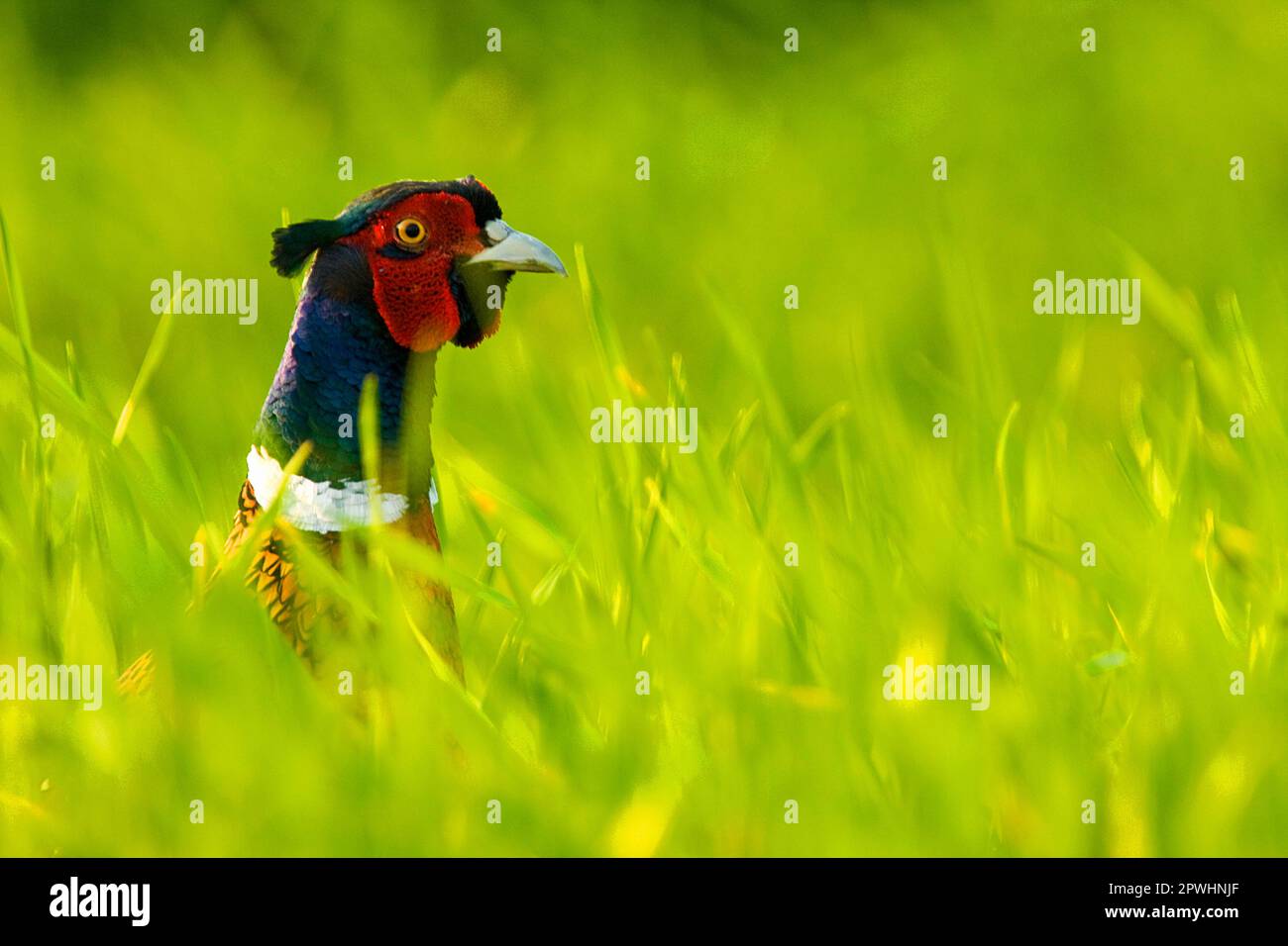 Hunting pheasant, male Stock Photo - Alamy