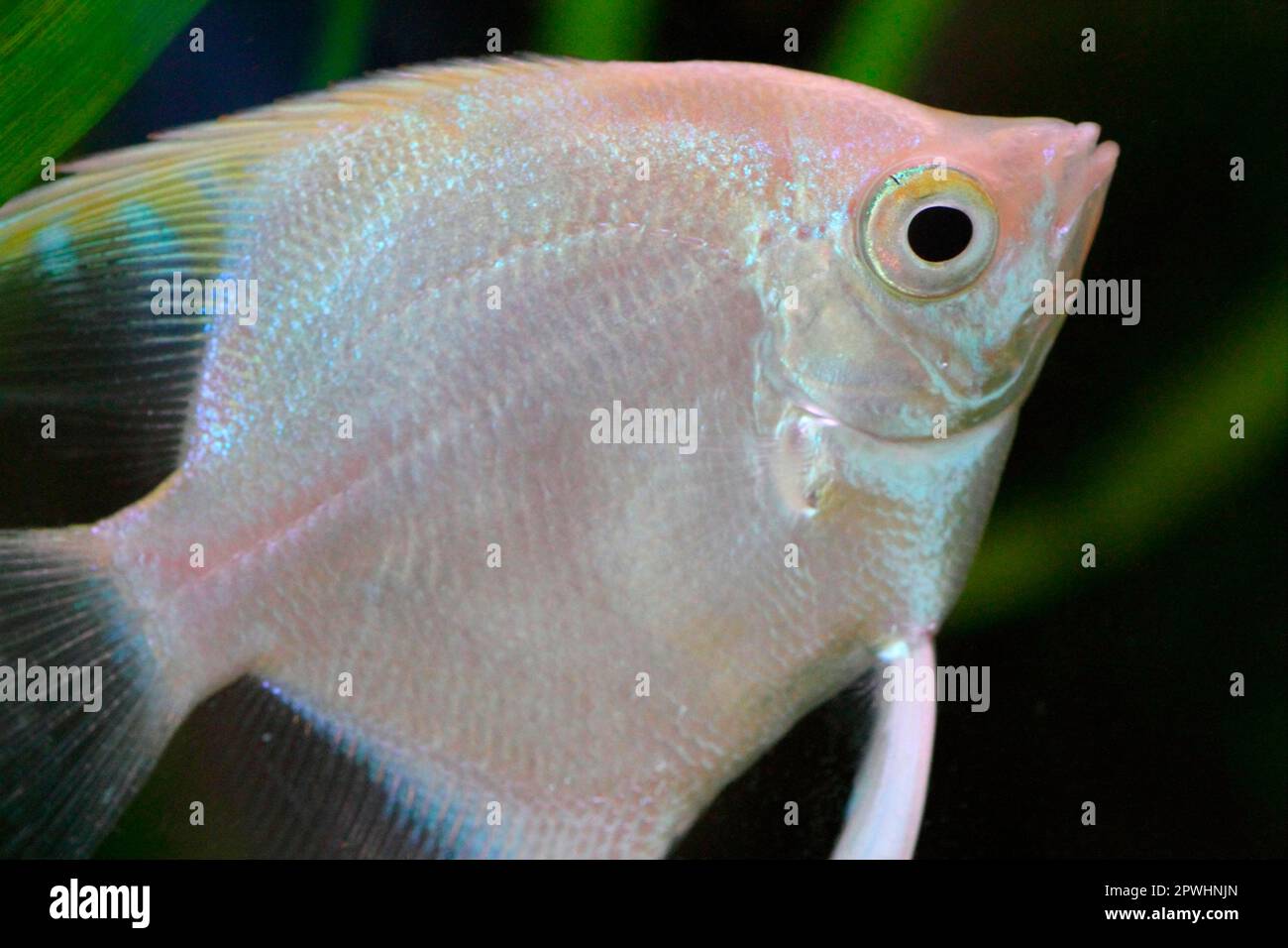 Angelfish, breeding form White Angelfish Stock Photo - Alamy