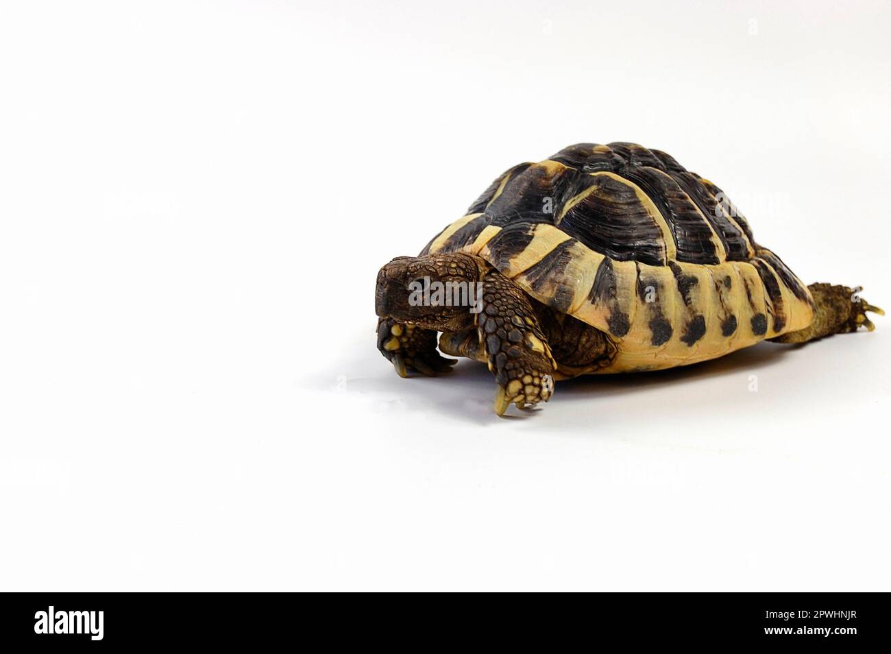 Woman and tortoise hi-res stock photography and images - Alamy