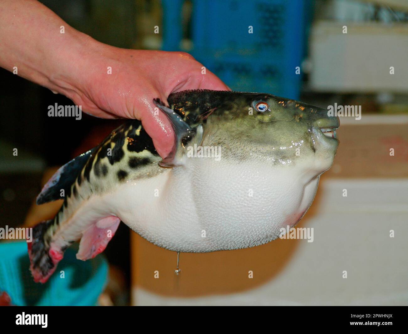 What Fish Is Known As Fugu In Japan at Justin Finn blog
