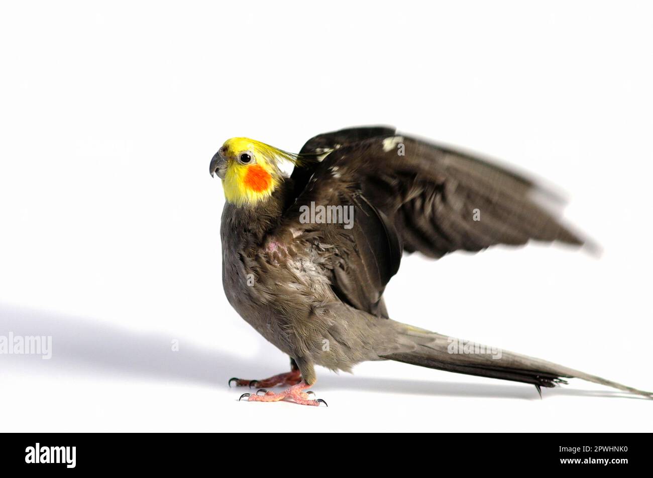 Cockatiel, male, wild-coloured Stock Photo - Alamy