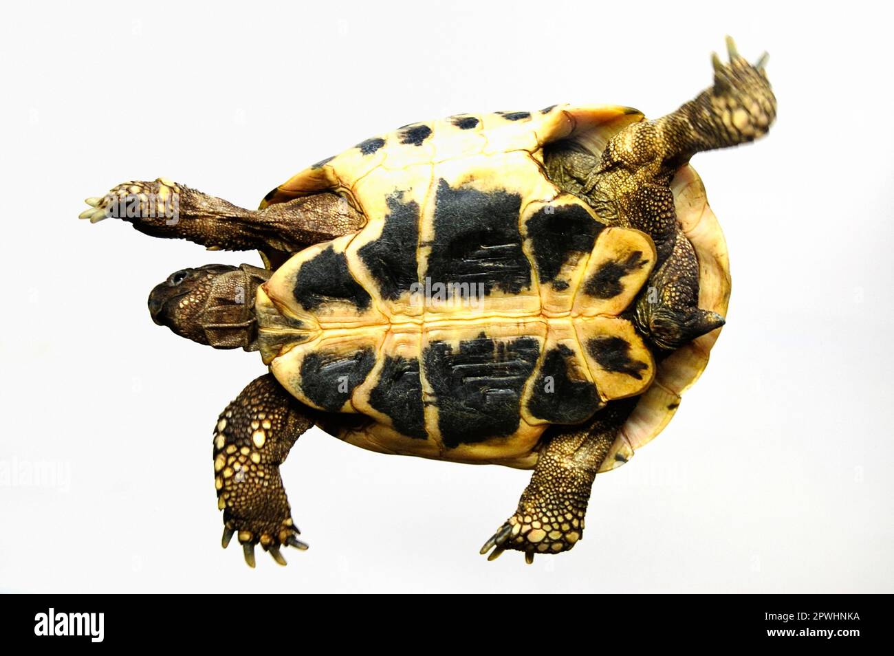 Woman and tortoise hi-res stock photography and images - Alamy