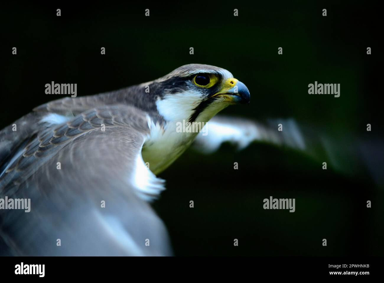 Lugger falcon hi-res stock photography and images - Alamy