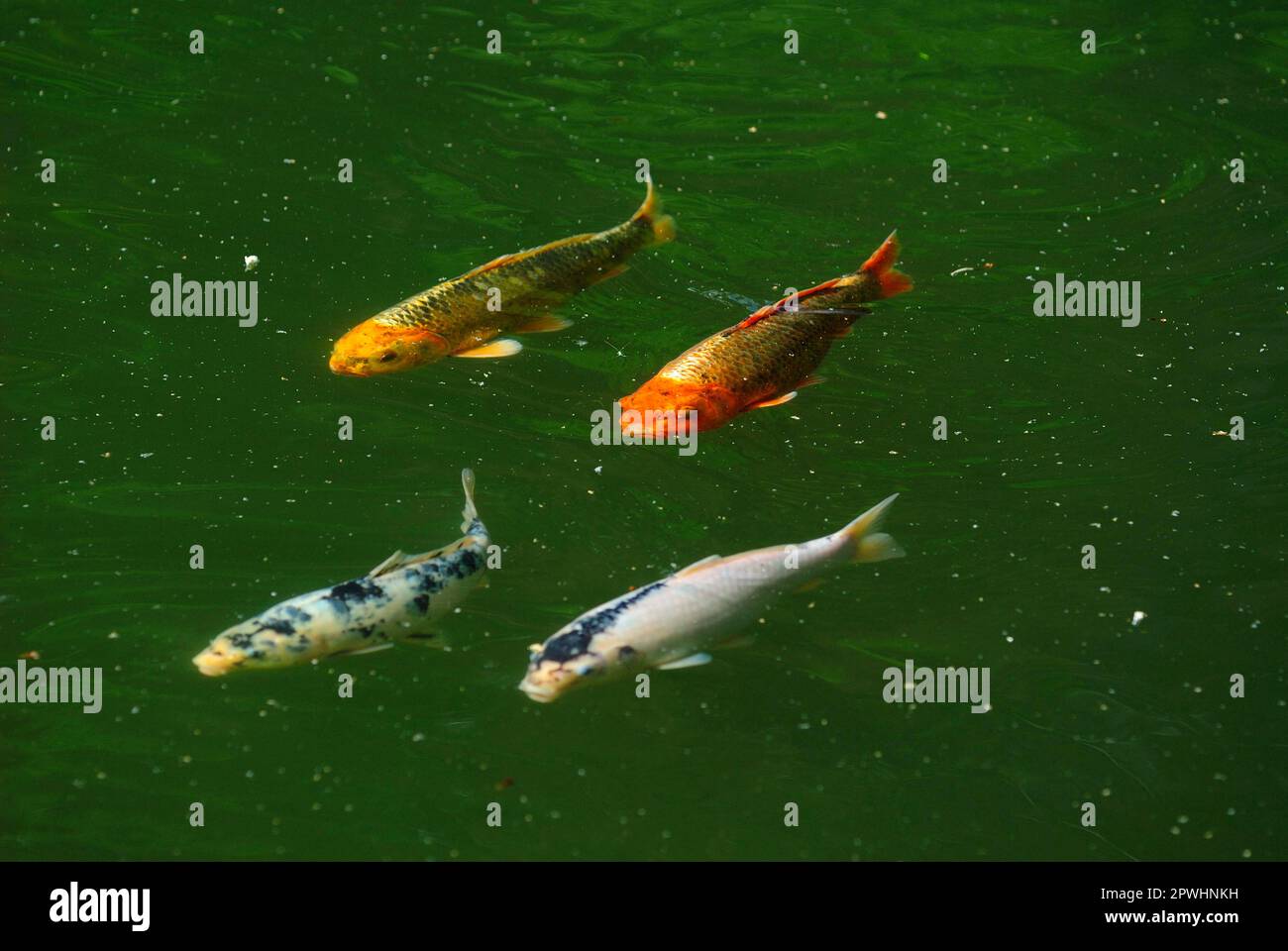 Koi breeding hi-res stock photography and images - Alamy