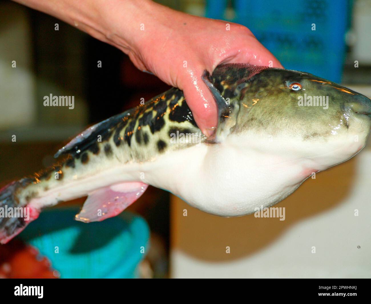 Fugu fish hi-res stock photography and images - Alamy