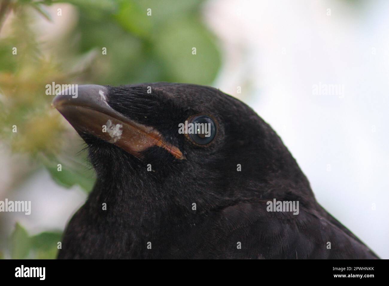 Raven crow, branchling Stock Photo - Alamy