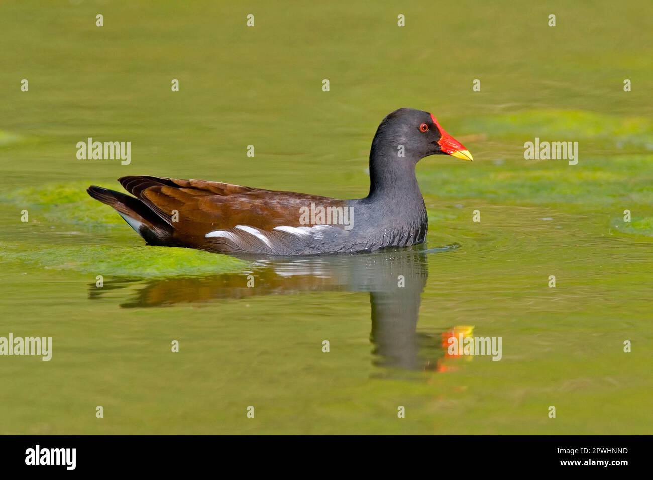 Side view of moorhen hi-res stock photography and images - Alamy