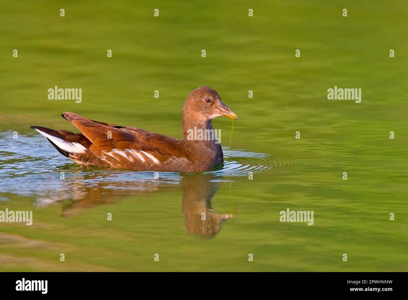 Moorhen young hi-res stock photography and images - Alamy