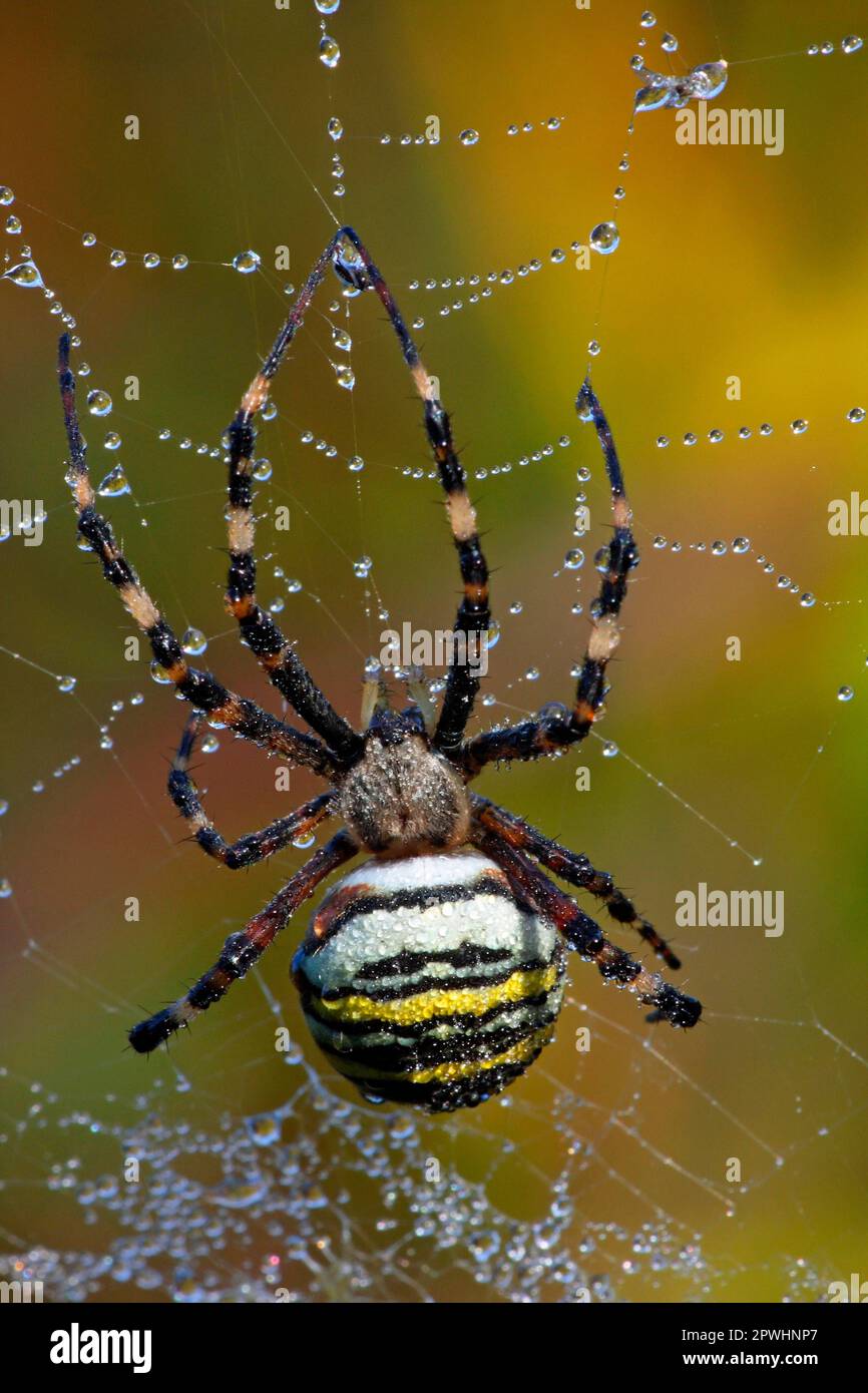 Wet wasp hi-res stock photography and images - Alamy