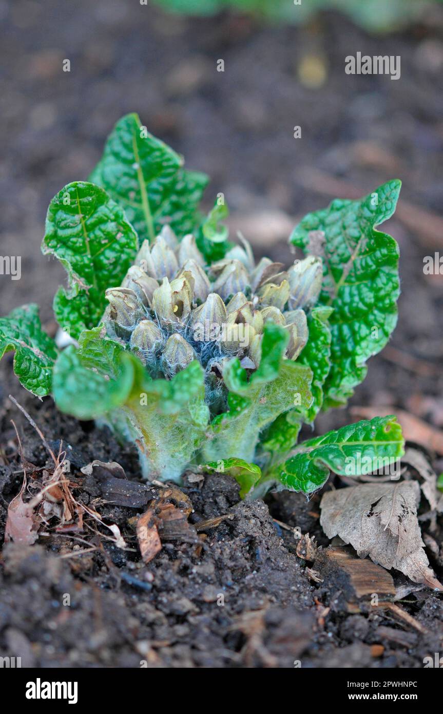 Alraune hi-res stock photography and images - Alamy