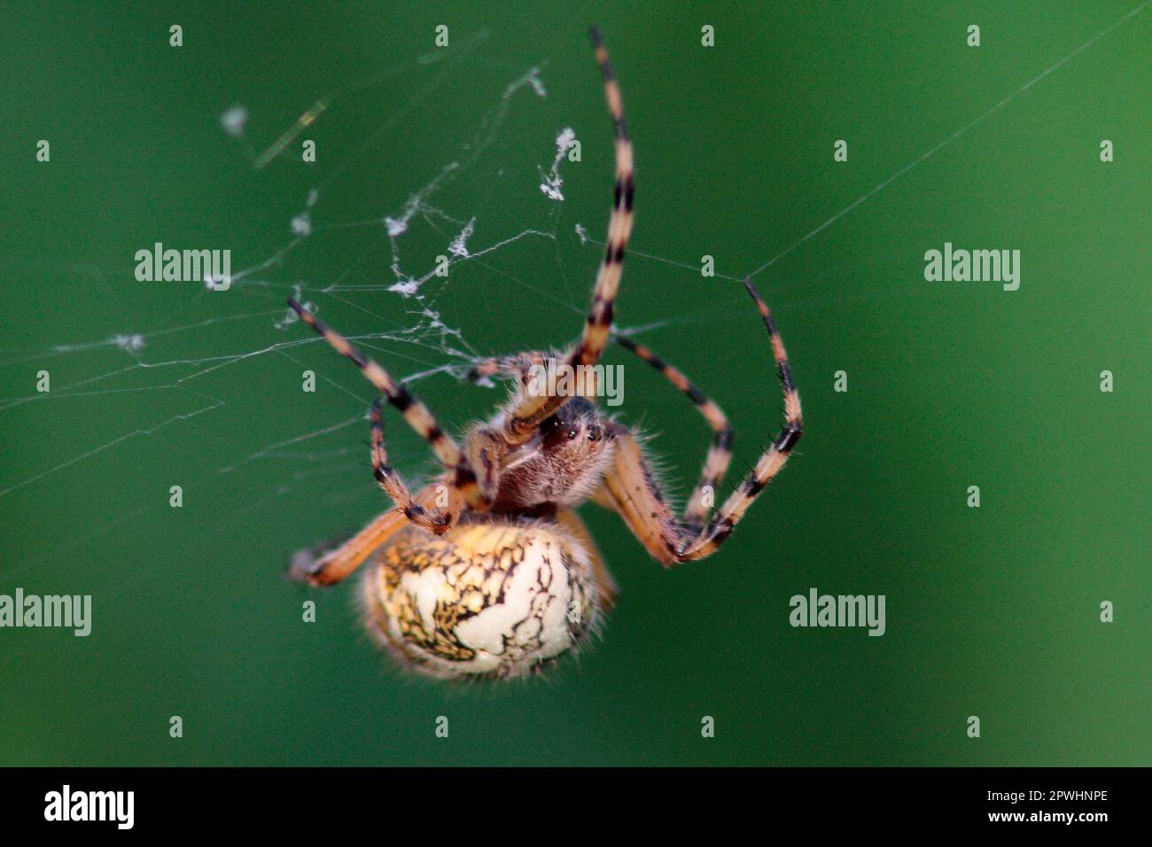 Acorn Leaf Spider Stock Photo - Alamy