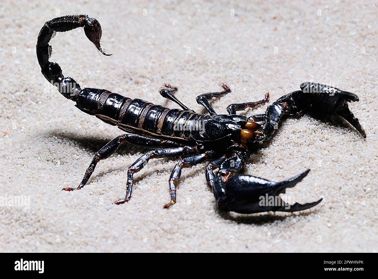 Emperor scorpion hi-res stock photography and images - Alamy