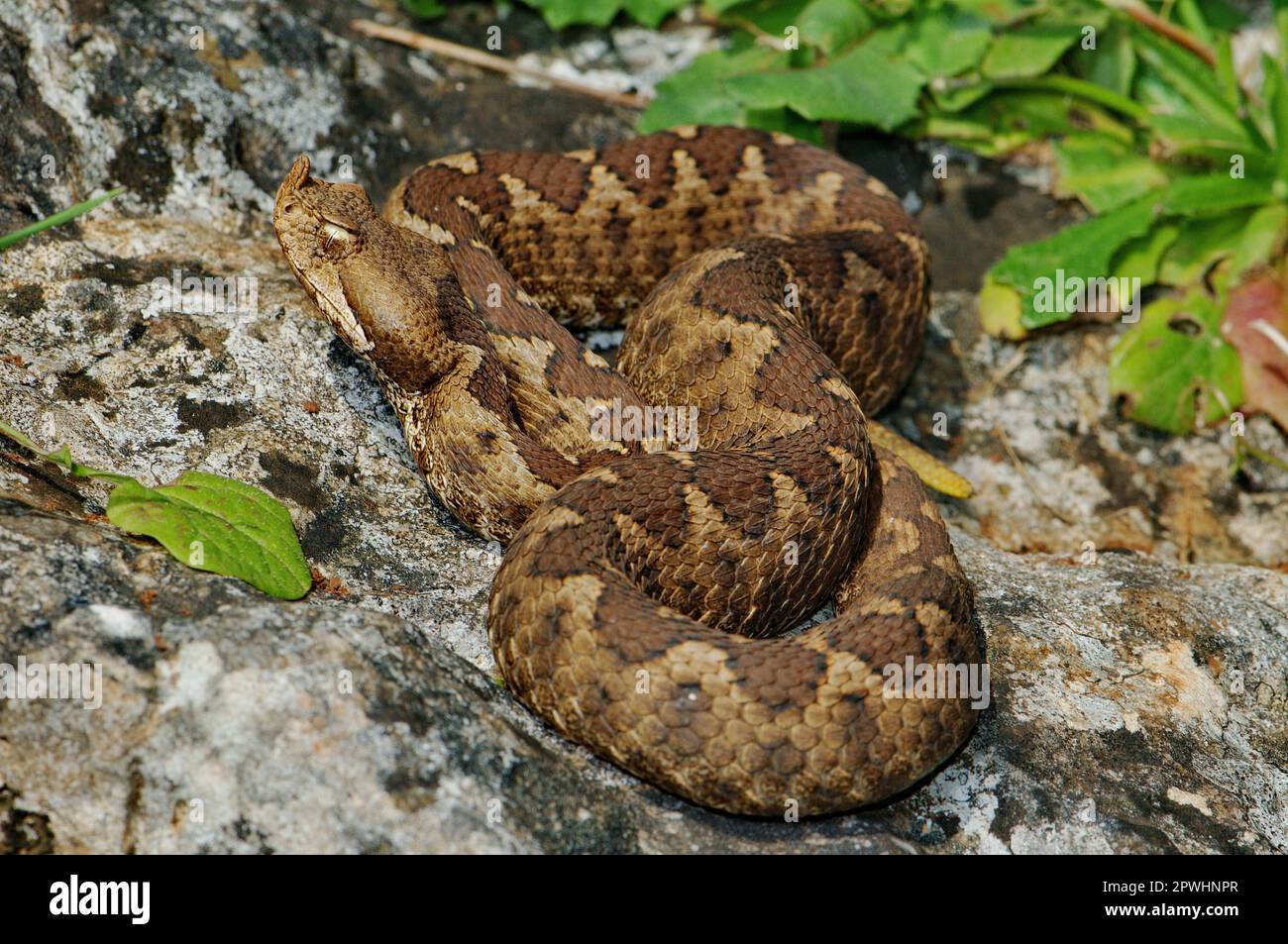 Southern horned viper Stock Photo - Alamy