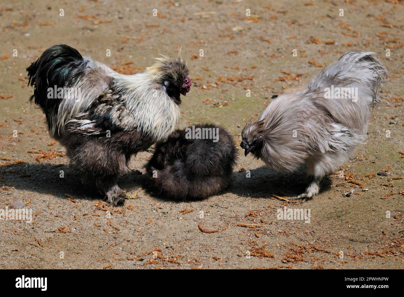 Japanese Silkie Chicken Stock Photo - Alamy