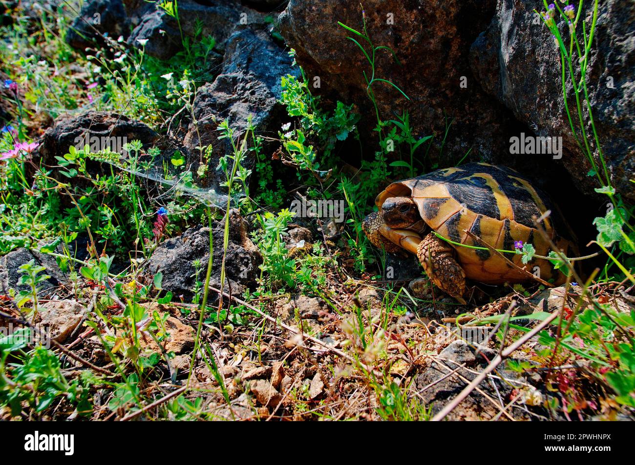 Wild greek tortoise hi-res stock photography and images - Alamy