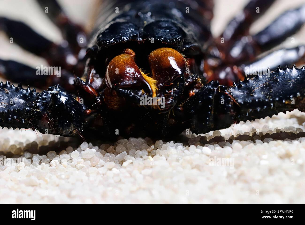 Emperor scorpion hi-res stock photography and images - Alamy