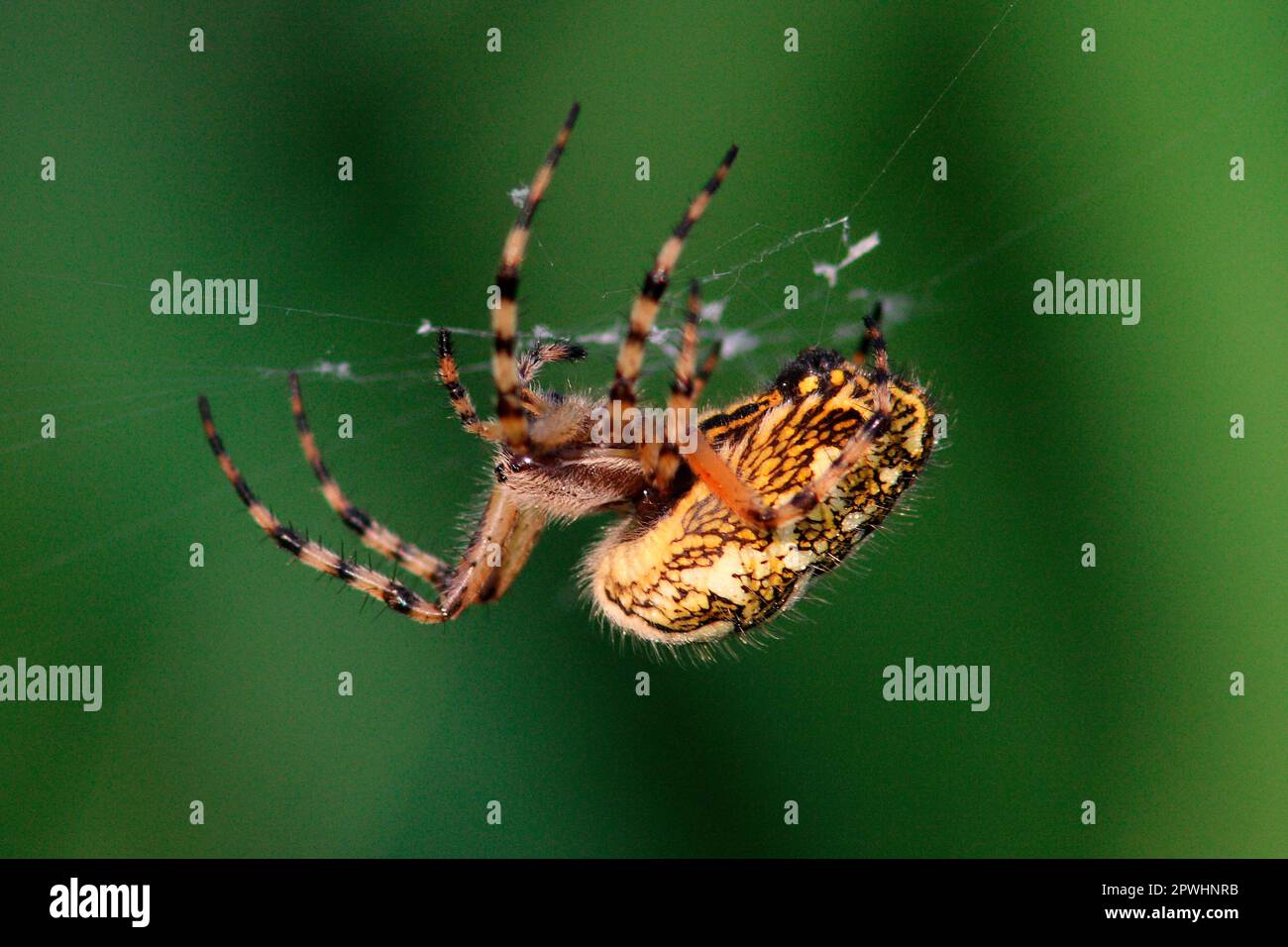 Acorn Leaf Spider Stock Photo - Alamy