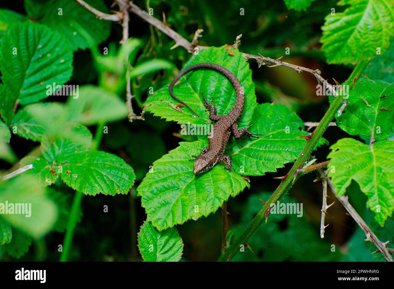 Splendid leaf hi-res stock photography and images - Alamy