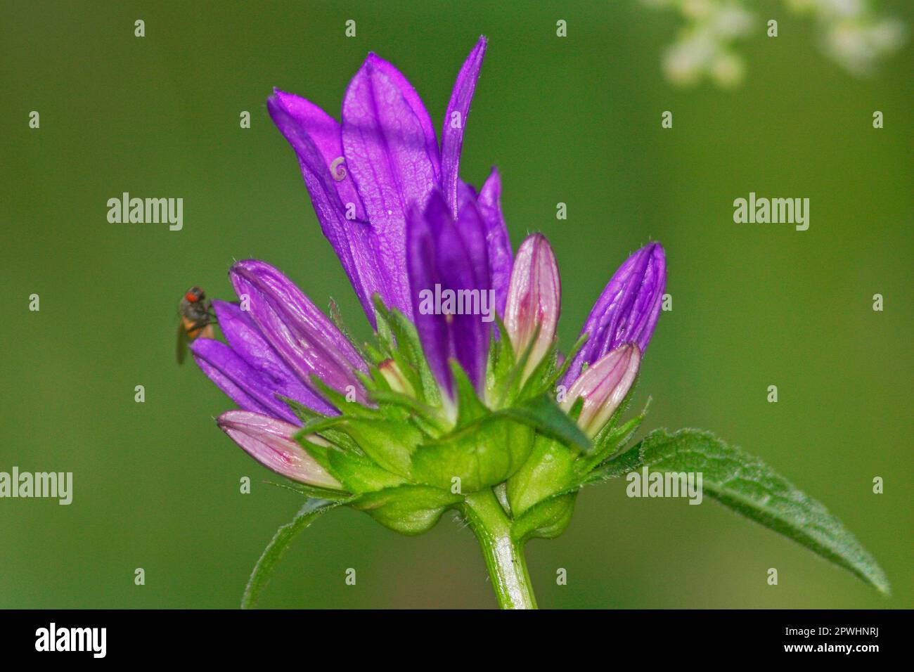 Tufted flower hi-res stock photography and images - Alamy