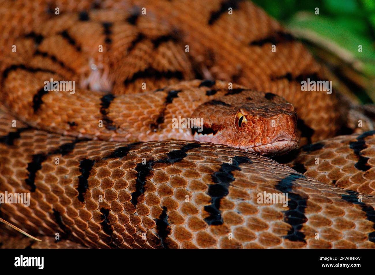 Asp snake hi-res stock photography and images - Alamy