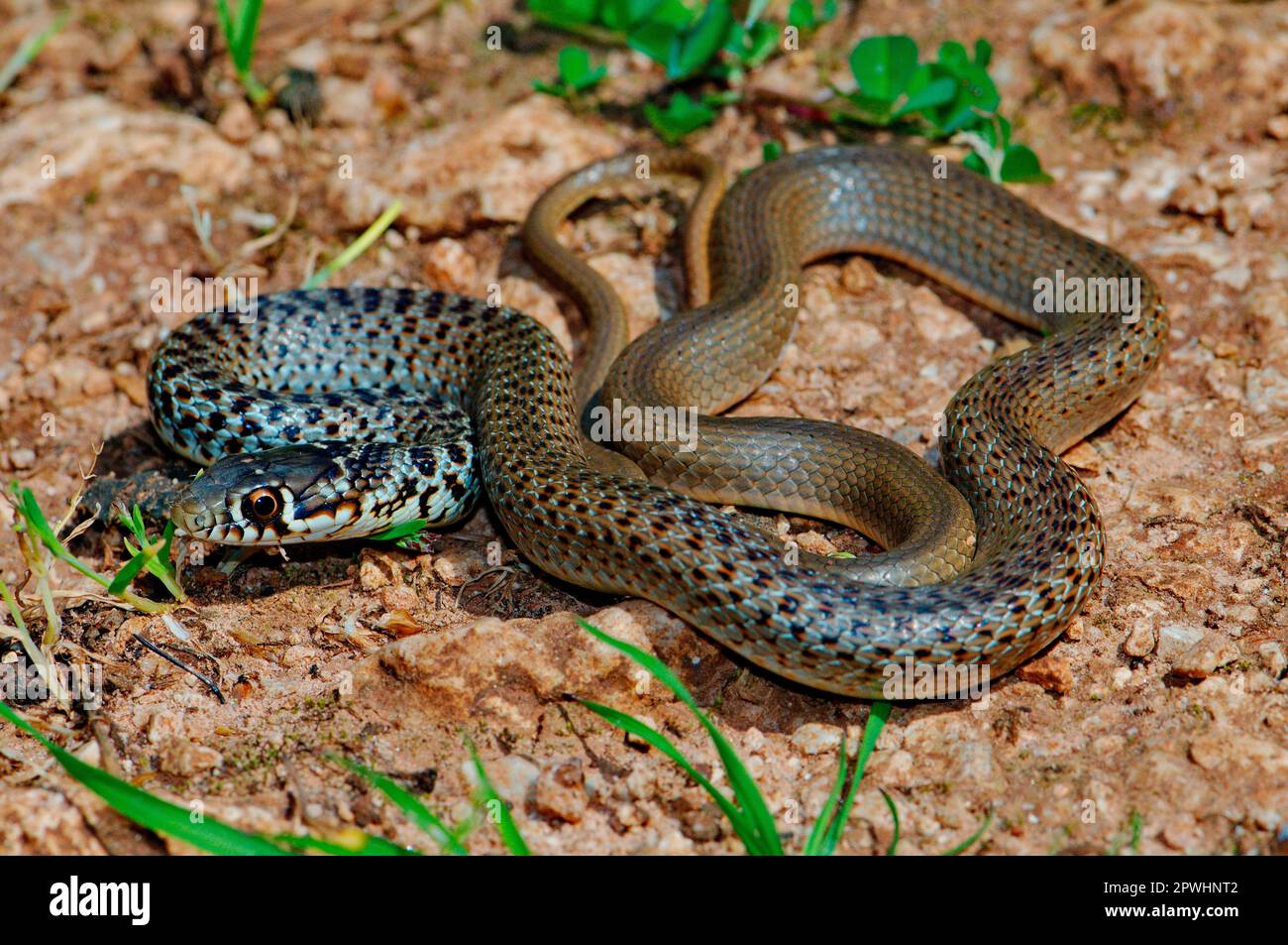Balkan spiny snake Stock Photo - Alamy