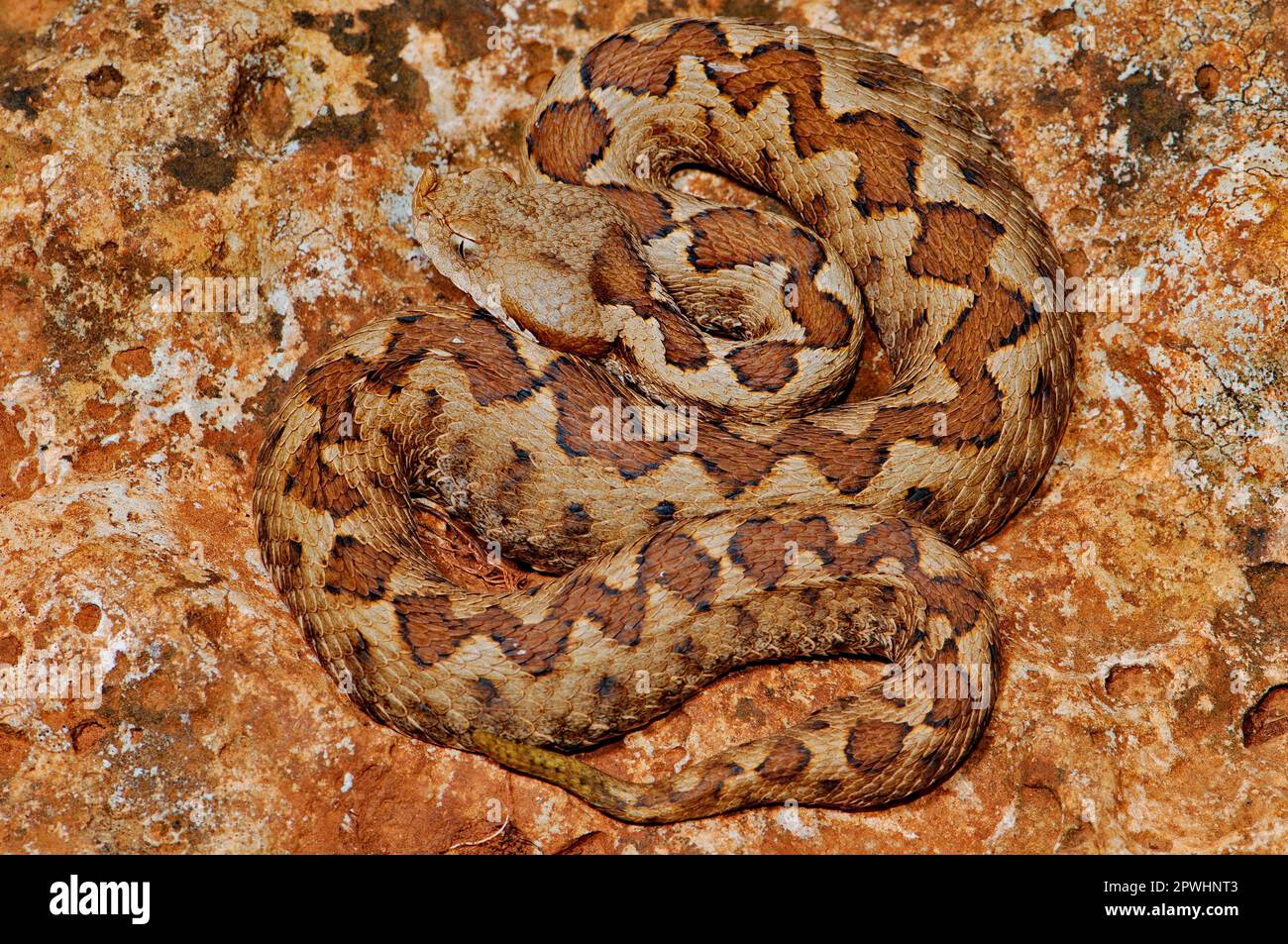 Southern horned viper Stock Photo - Alamy