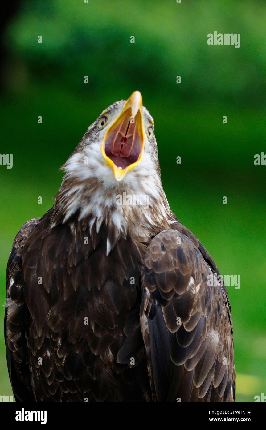 Eagle call hi-res stock photography and images - Alamy