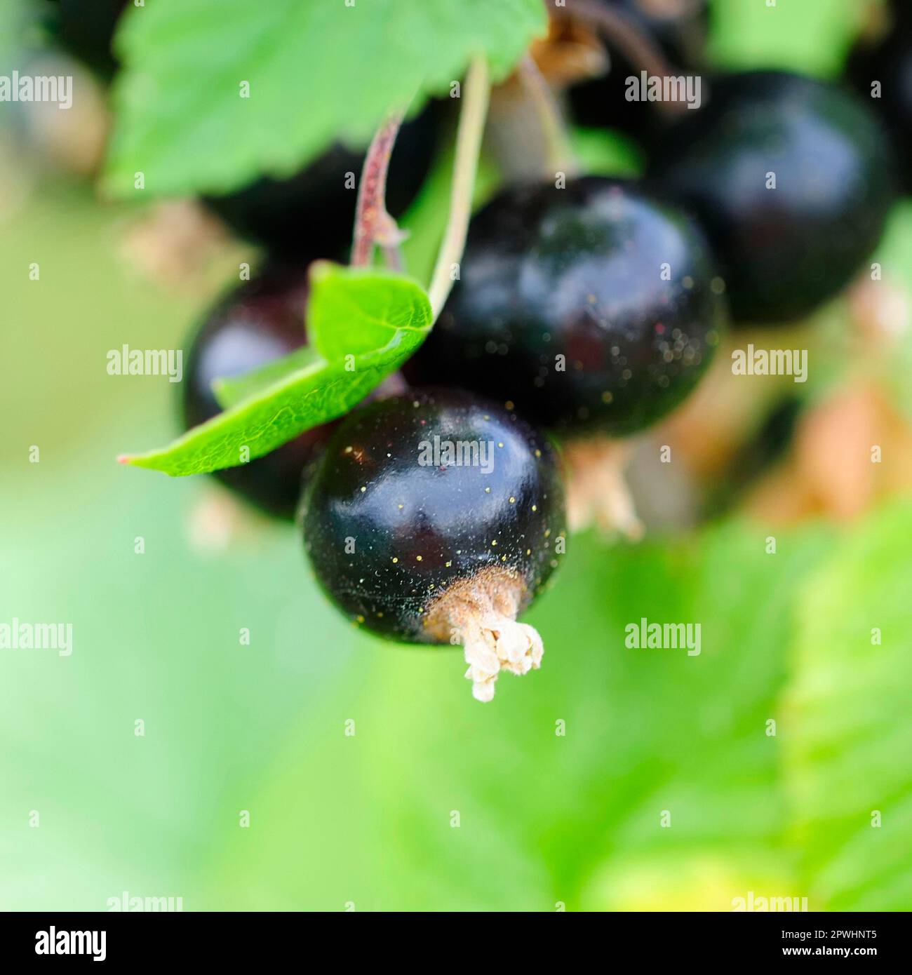 Currant square hi-res stock photography and images - Alamy