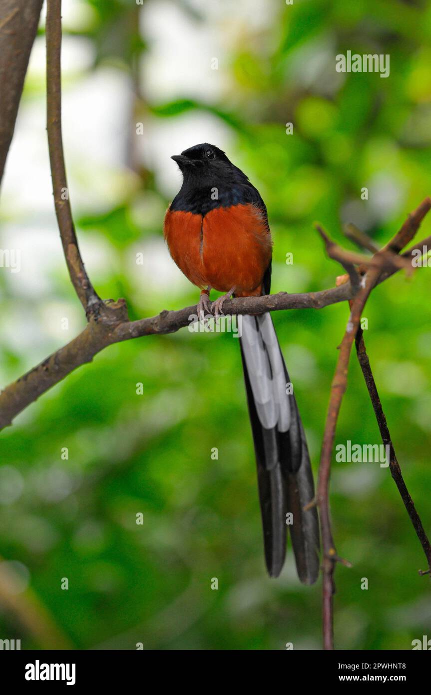 Shama bird hi-res stock photography and images - Alamy