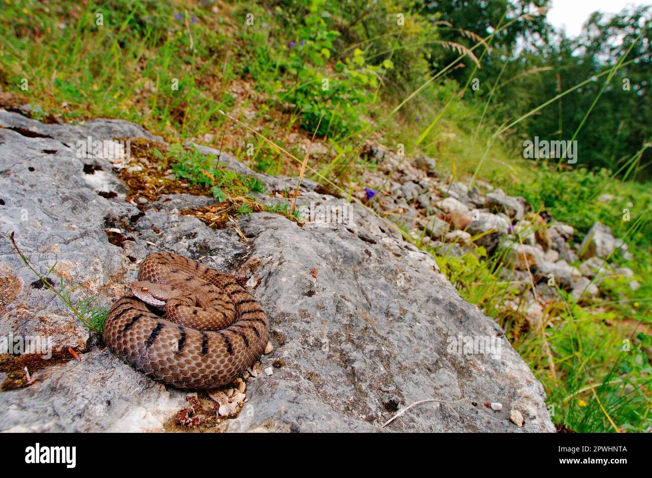 Asp snake hi-res stock photography and images - Alamy