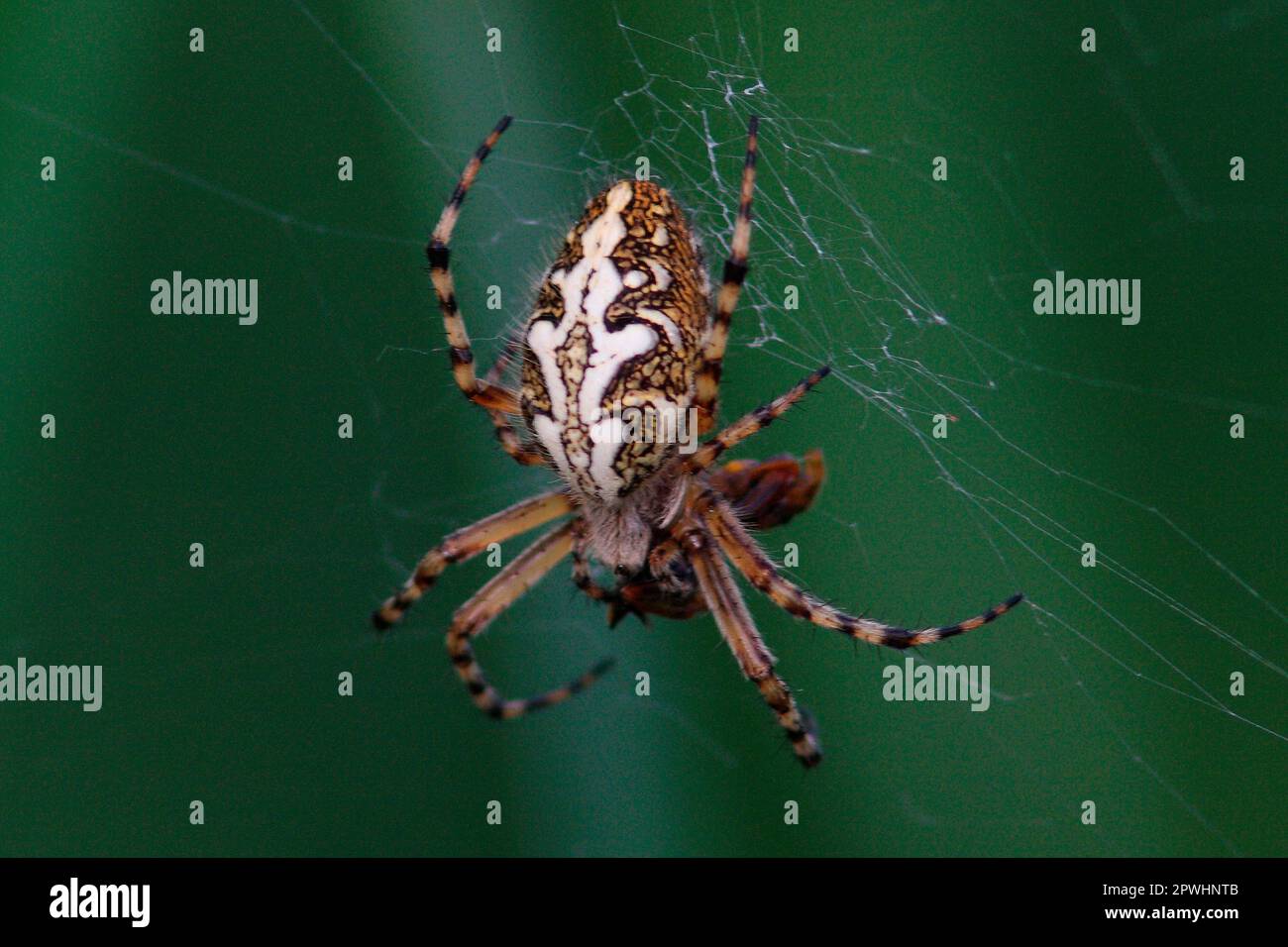 Acorn Leaf Spider Stock Photo - Alamy