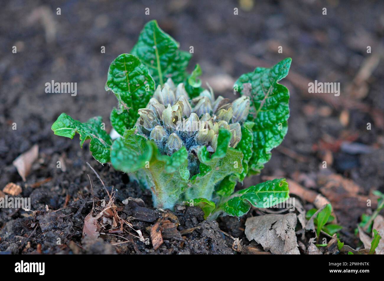 Alraune hi-res stock photography and images - Alamy