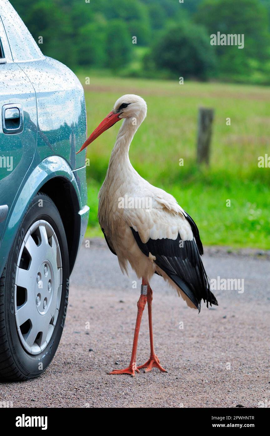 White stork next to car Stock Photo - Alamy