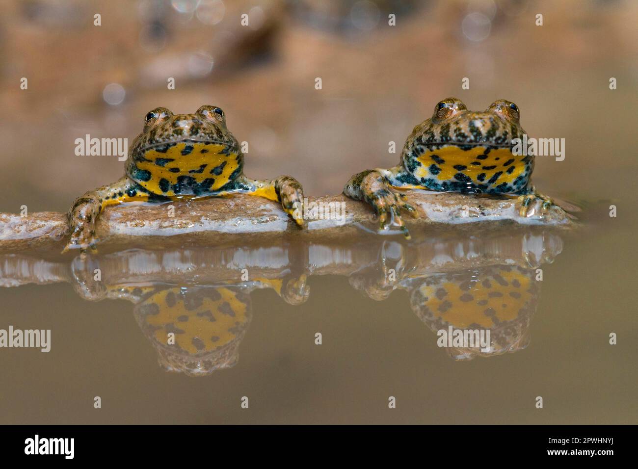 Toad image hi-res stock photography and images - Alamy