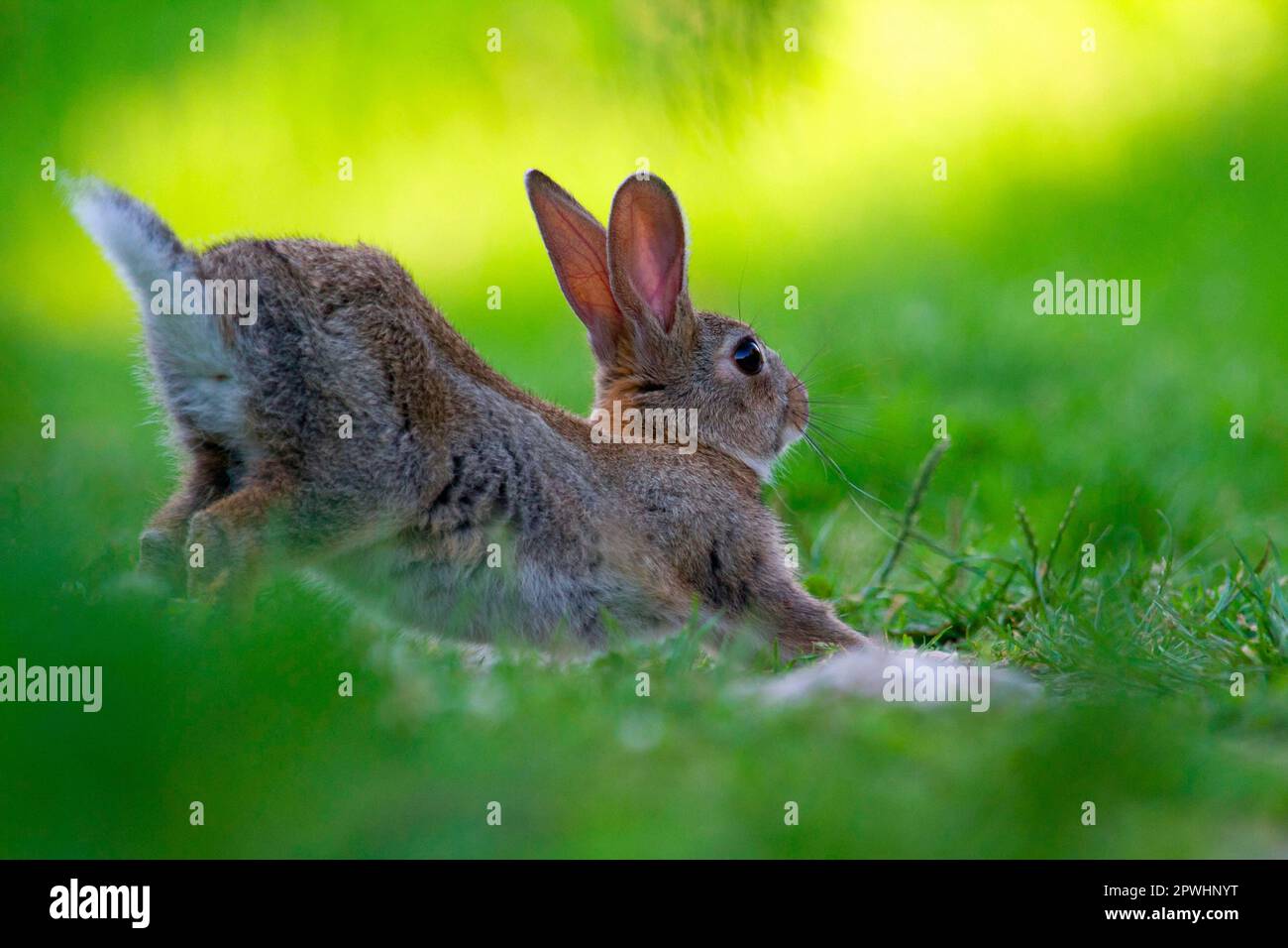 Mature rabbit hi-res stock photography and images - Alamy