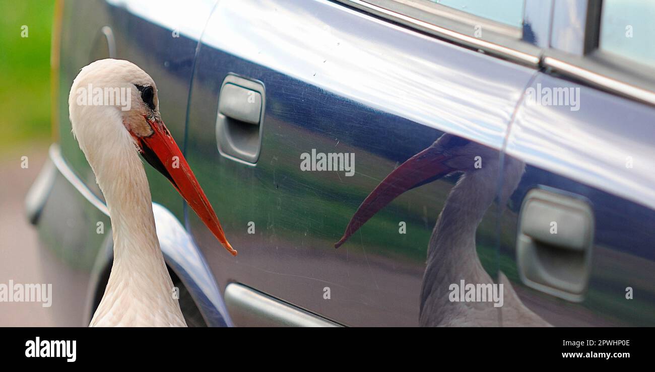 White stork reflected in car Stock Photo - Alamy