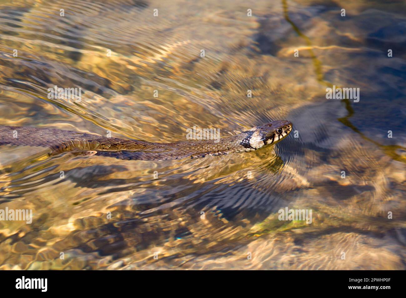 Adult grass snake hi-res stock photography and images - Alamy