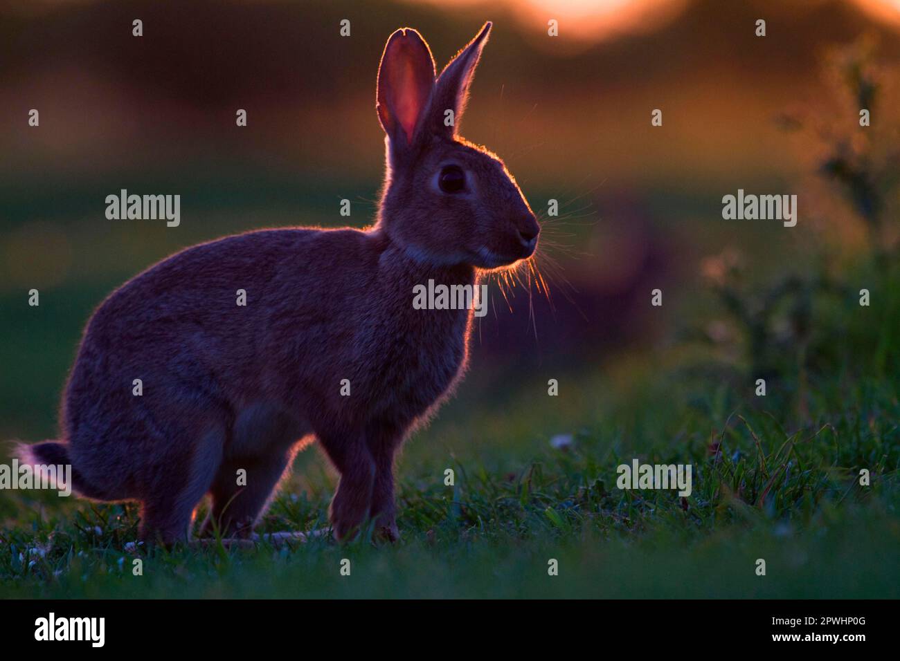 Mature rabbit hi-res stock photography and images - Alamy