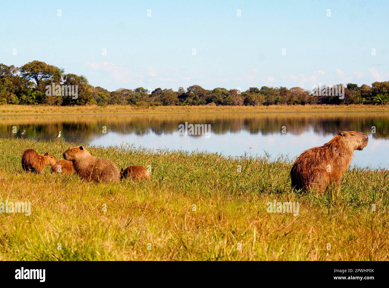 Capybara head hi-res stock photography and images - Alamy
