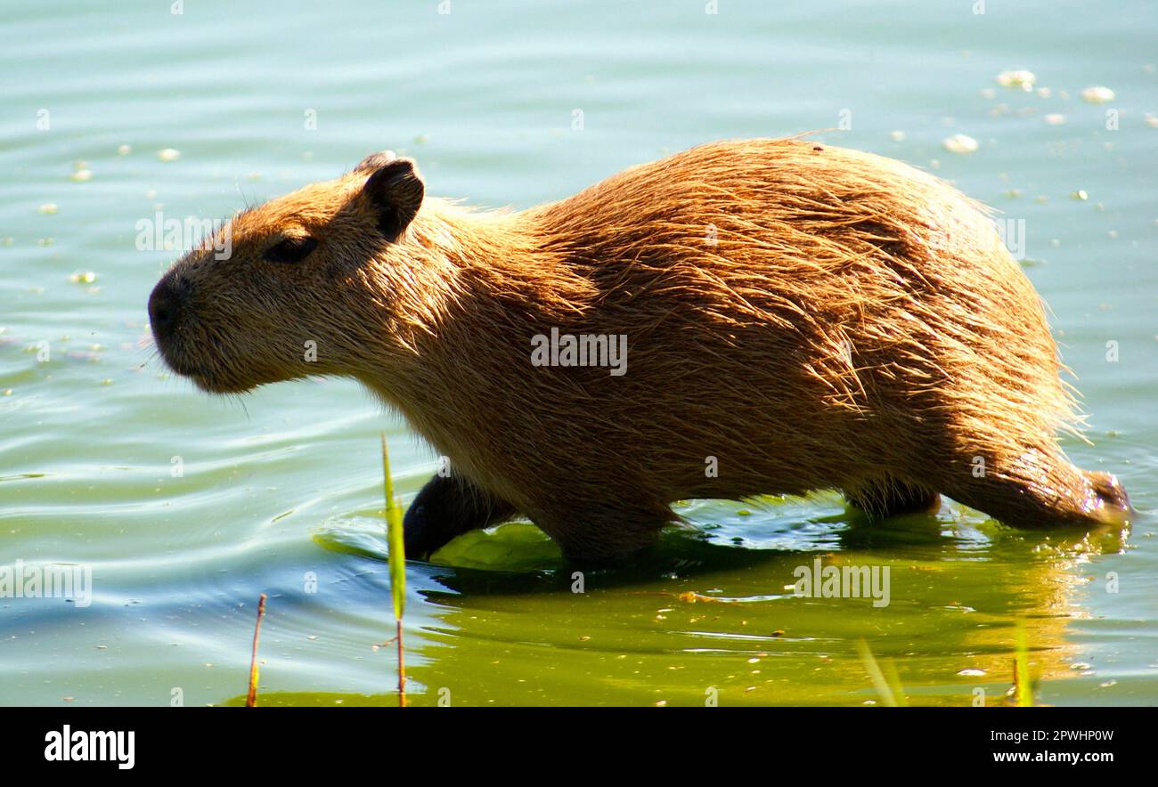 Capybara baby hi-res stock photography and images - Alamy