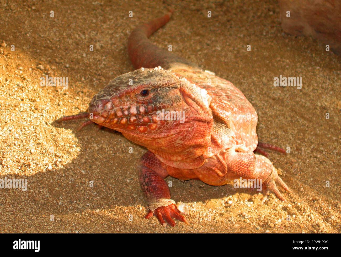 Red tegu hi-res stock photography and images - Alamy