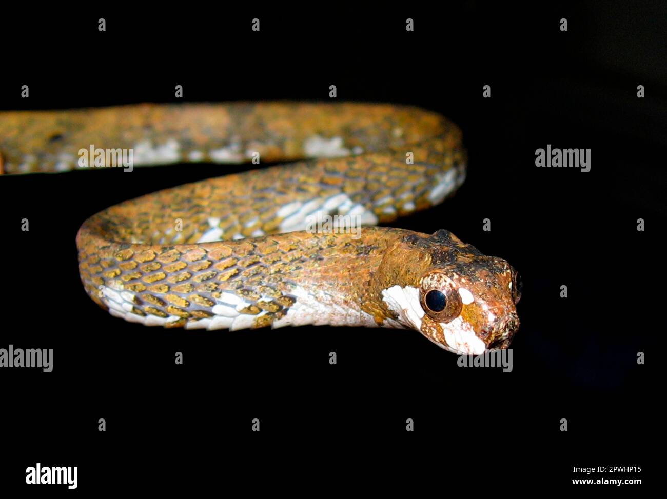 Mature snake hi-res stock photography and images - Alamy