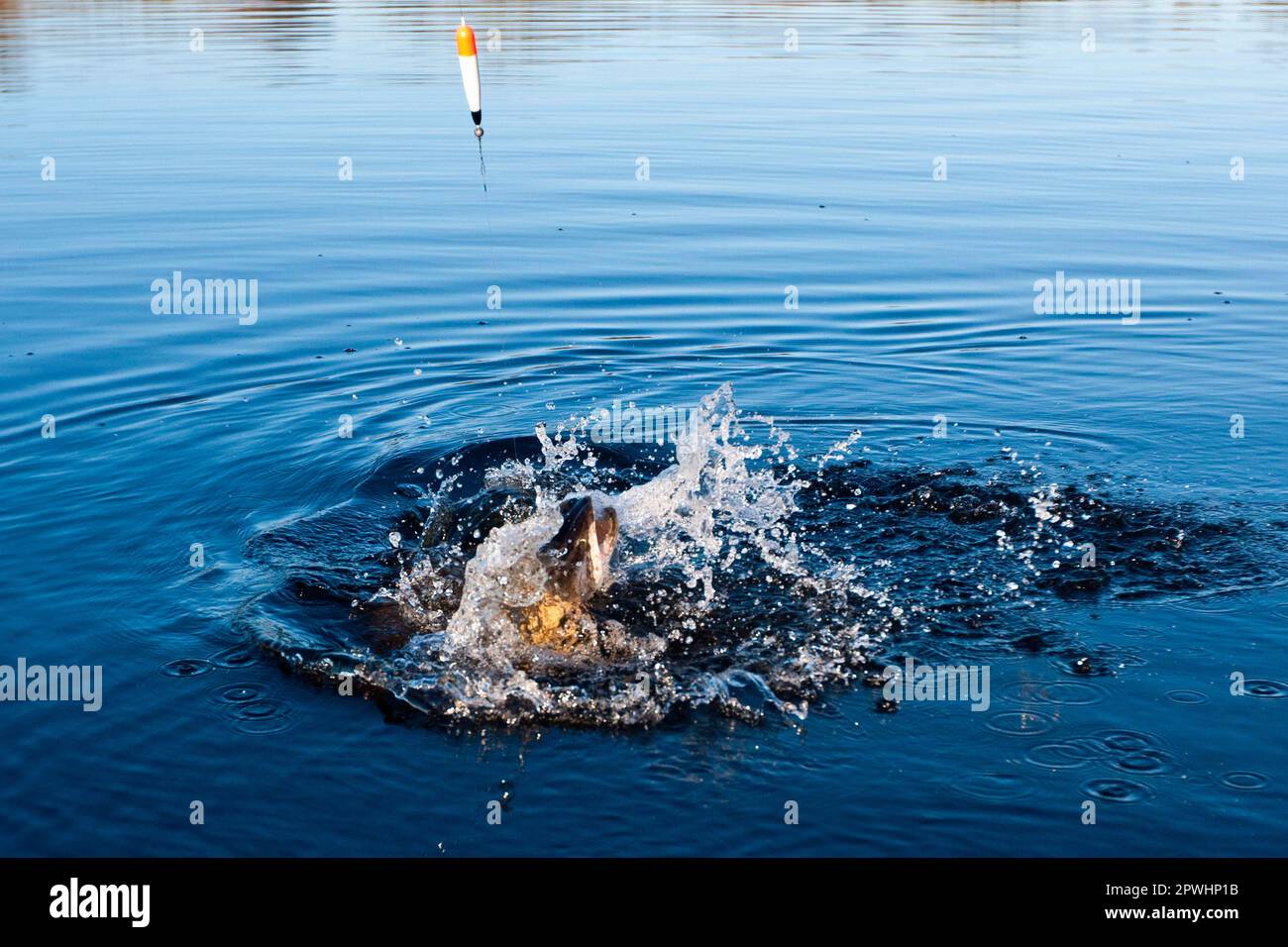 Northern Pike, Fishing Rod Stock Photo - Alamy