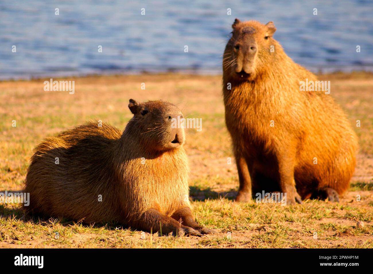 Capybaras south america hi-res stock photography and images - Alamy